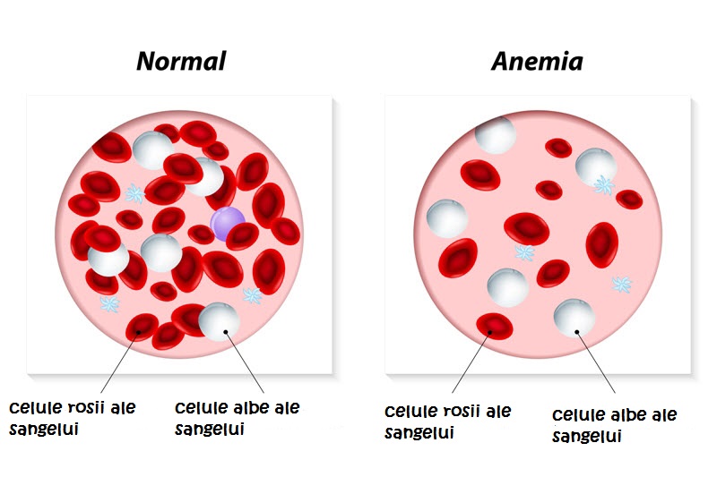 Anemia la Pisici | Cats' LadyVet - Doctorița Pisicilor