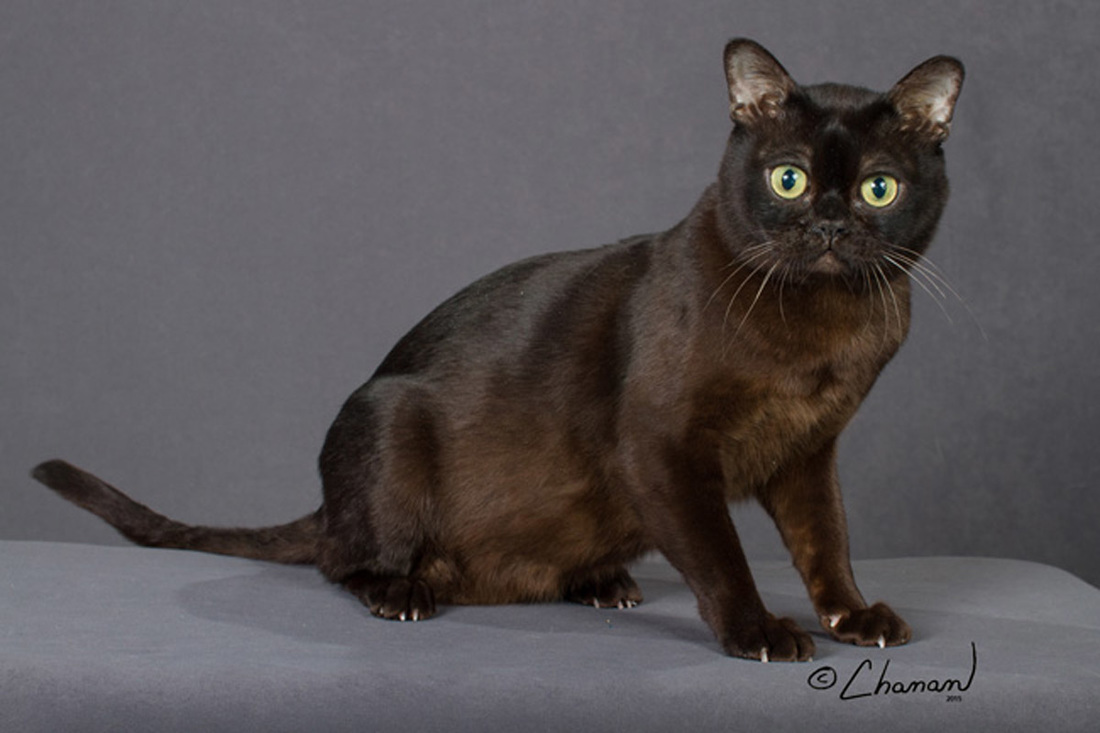 Bombay | Cats' LadyVet - Doctorița Pisicilor