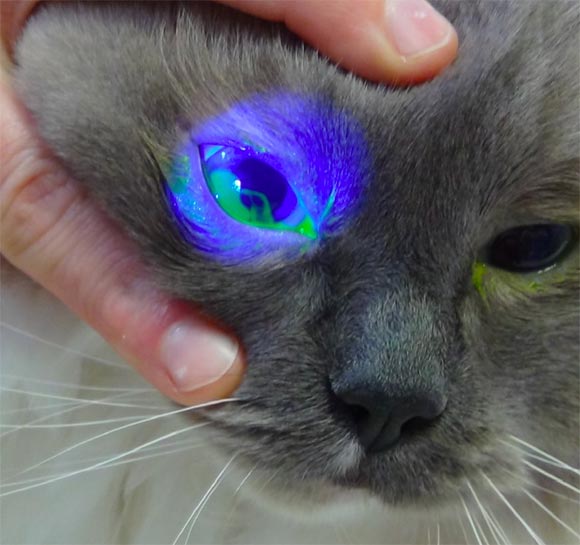 Conjunctivita Cu Herpesvirus Felin | Cats' LadyVet - Doctorița Pisicilor