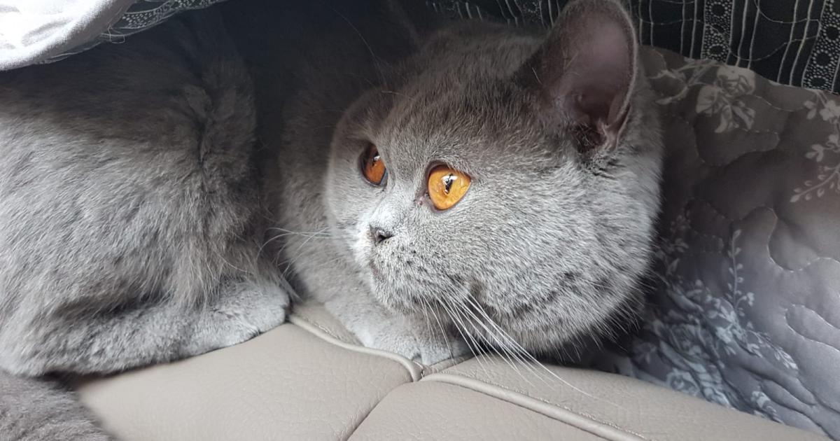 Anja – Pisica tămăduitor de suflete | Cats' LadyVet - Doctorița Pisicilor