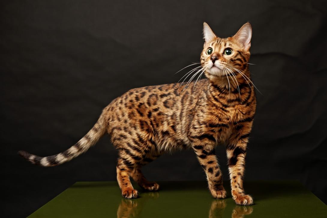 Bengaleza | Cats' LadyVet - Doctorița Pisicilor