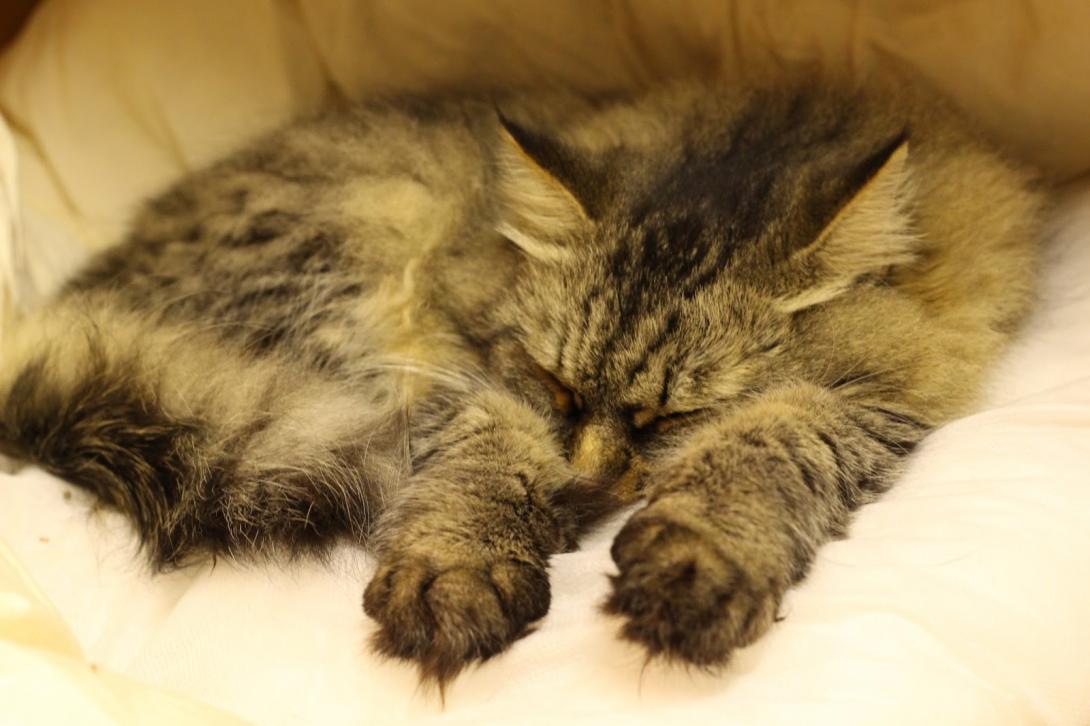 Peritonita Infectioasa Felina | Cats' LadyVet - Doctorița Pisicilor