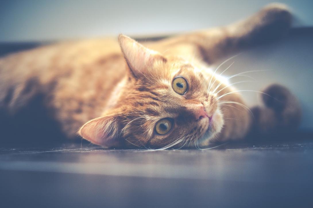 Bolile Renale – Boala Polichistica Renala La Pisici | Cats' LadyVet ... Bolile Renale – Boala Polichistica Renala La Pisici | Cats' LadyVet ...